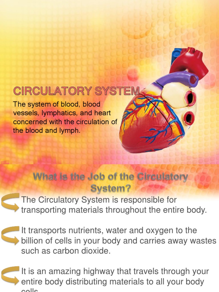 Circulatory System | PDF | Blood | Circulatory System
