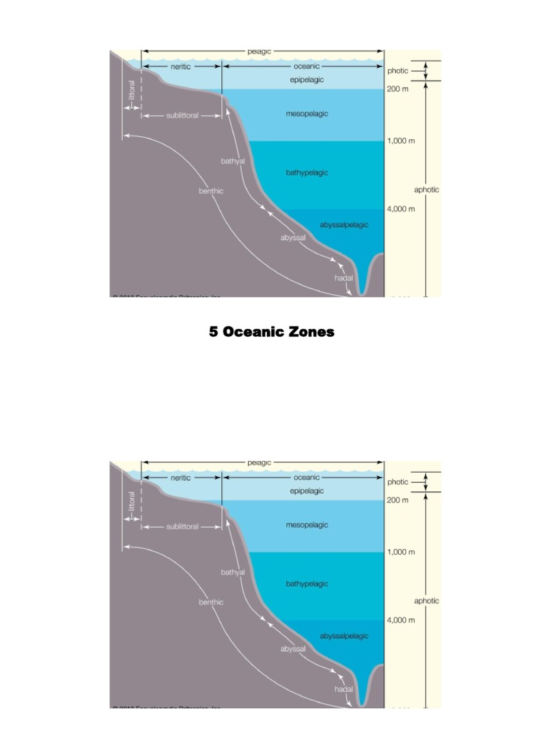 5 Oceanic Zones | PDF