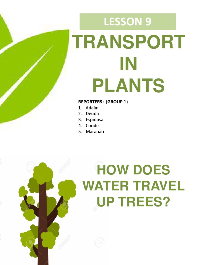 Transport IN Plants: Lesson 9 | PDF | Plant Stem | Tissue (Biology)