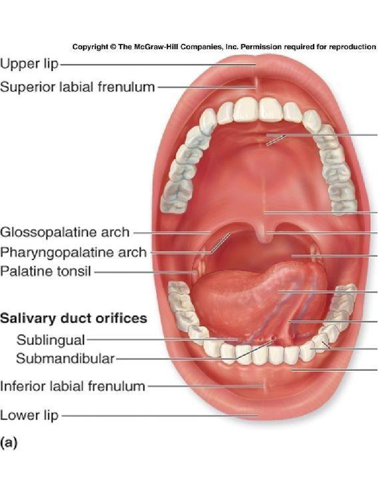 Gambar Anatomi Mulut | PDF