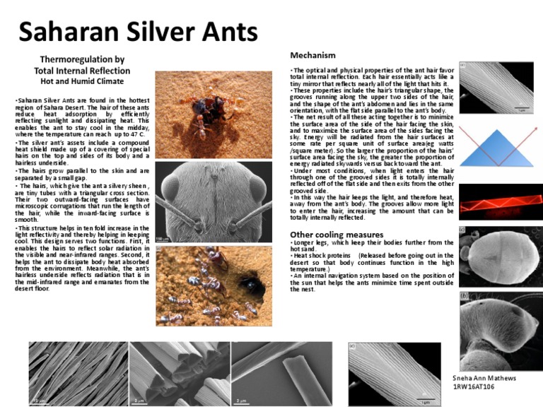 Biomimicry Discovery Ants 3 | PDF | Sahara | Infrared