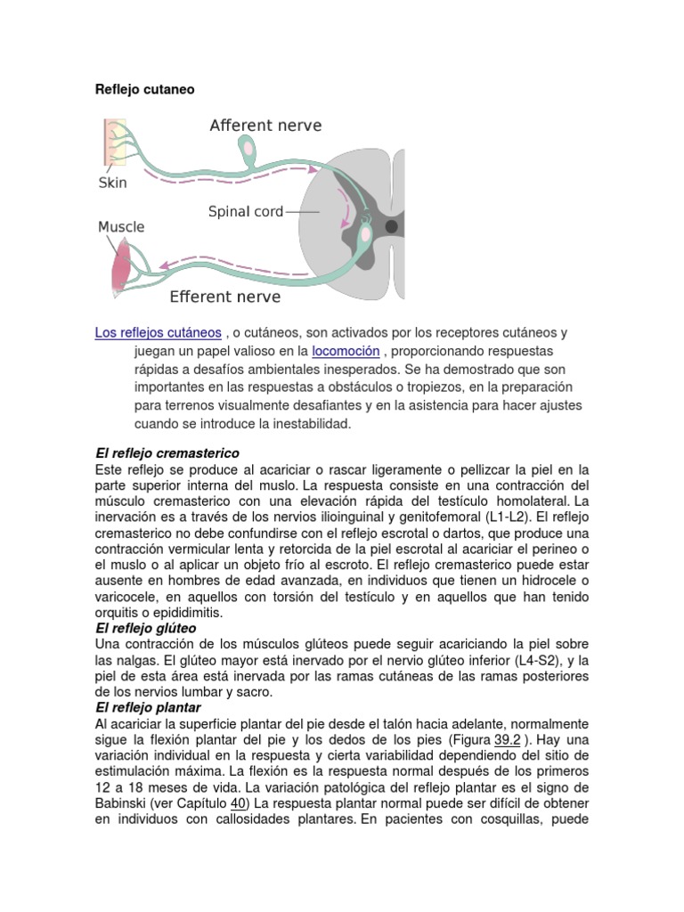 Reflejo Cutaneo y Pupilar | PDF | Sistema nervioso | Neuroanatomía