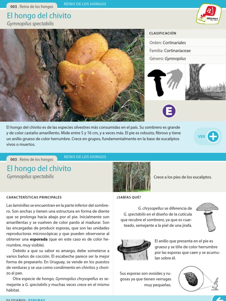 Reino Fungi | PDF | Hongo | Organismos