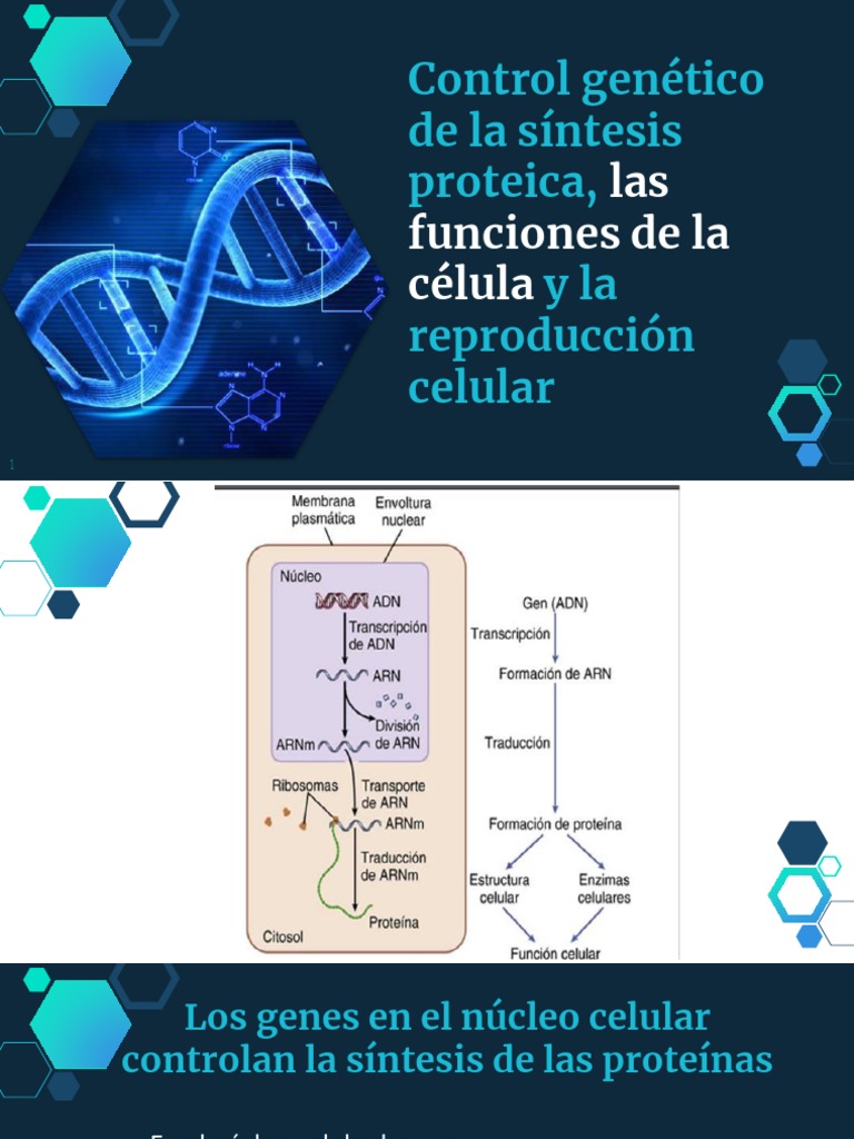 Control Genético de La Síntesis Proteica - Fisiología | PDF | Rna | Adn