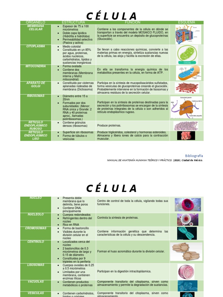 Célula: Organelo Estructura Función Esquema | Citoplasma | Membrana celular