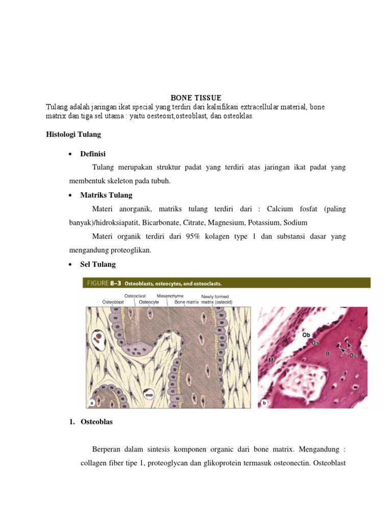 Bone Tissue | PDF