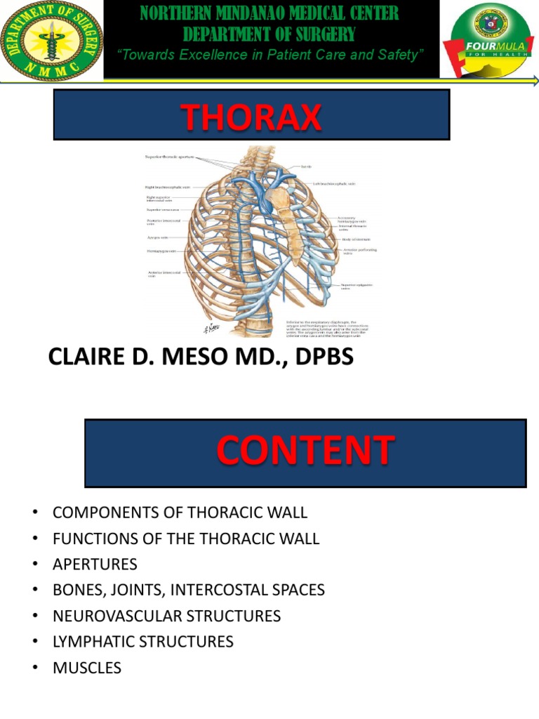 Thorax PDF | PDF | Thorax | Anatomy