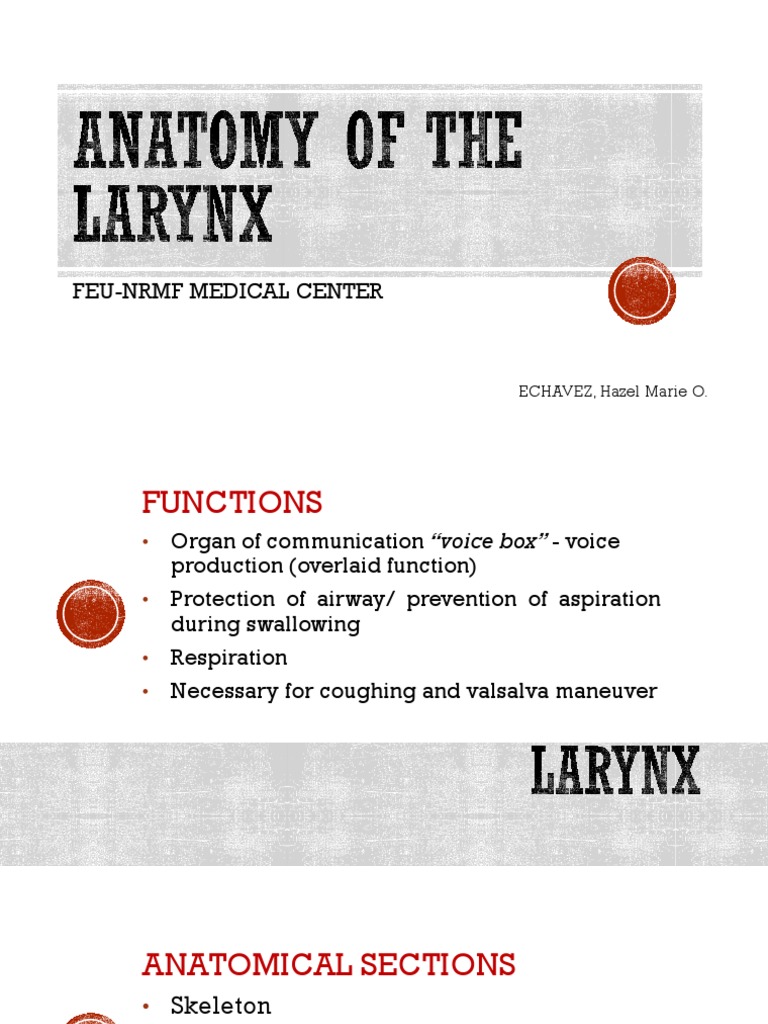 Anatomy Of The Larynx Pdf Larynx Human Throat