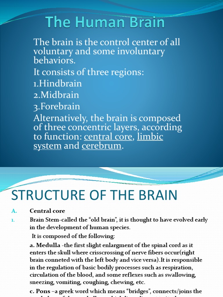 The Human Brain | PDF