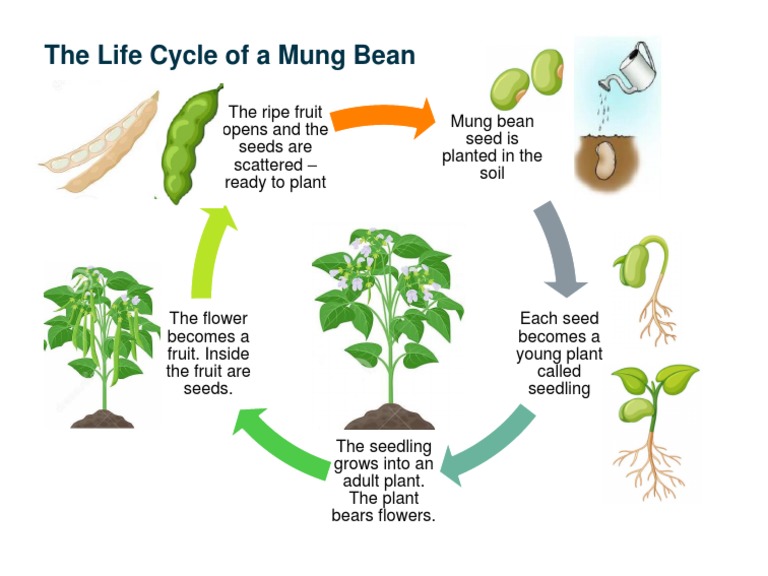The Life Cycle of a Mung Bean Explained | PDF