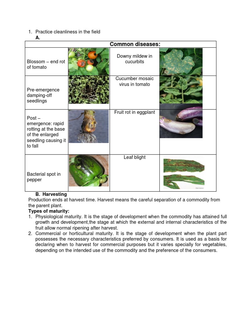 Common Diseases | PDF | Vegetables | Tomato