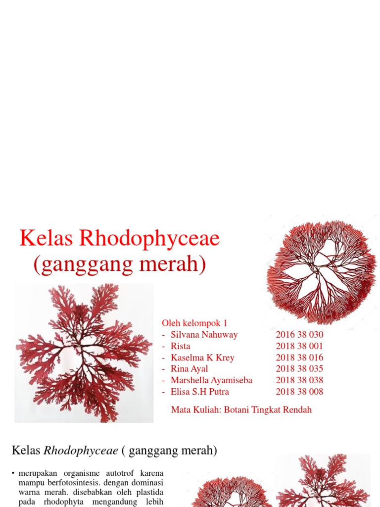 Rhodophyceae (Alga Merah) | PDF