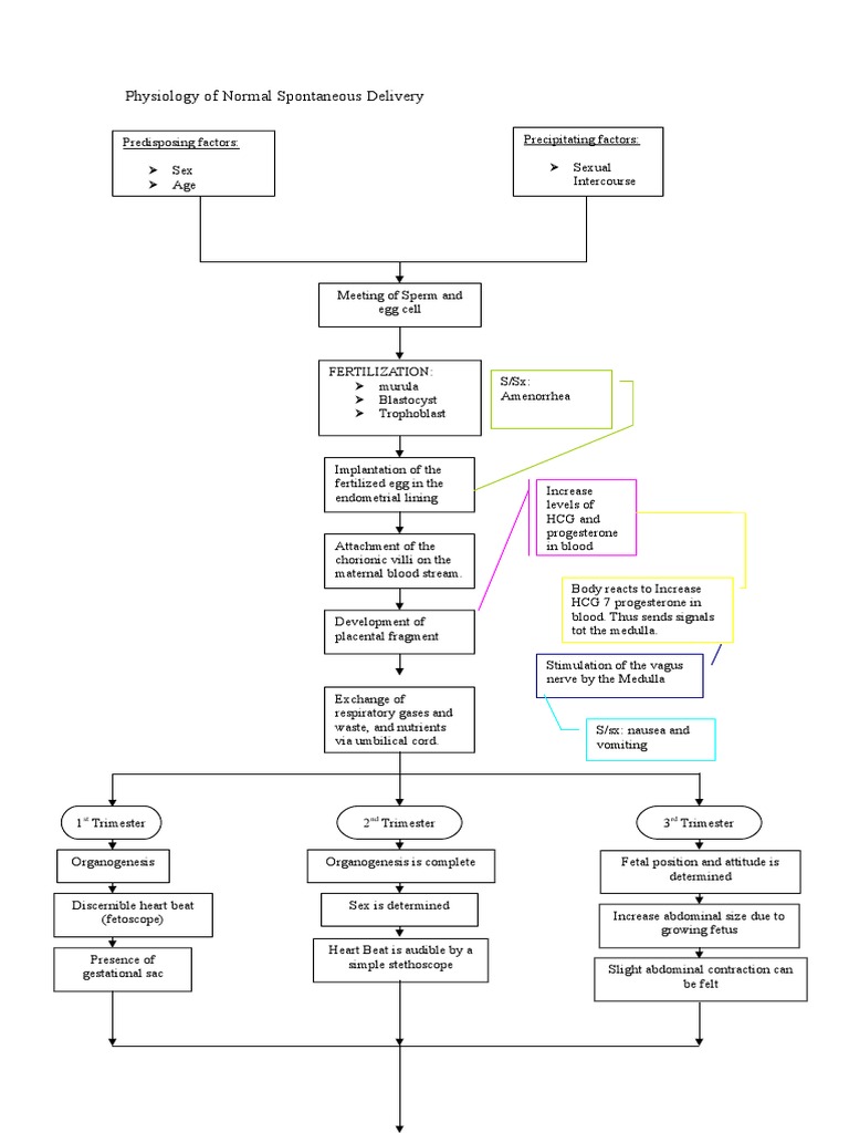 Physiology of Normal Spontaneous Delivery | Fetus | Human Chorionic ...