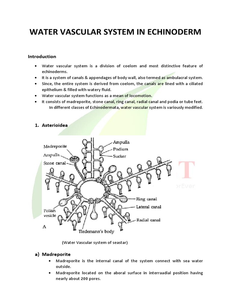 Starfish Water Vascular System Diagram