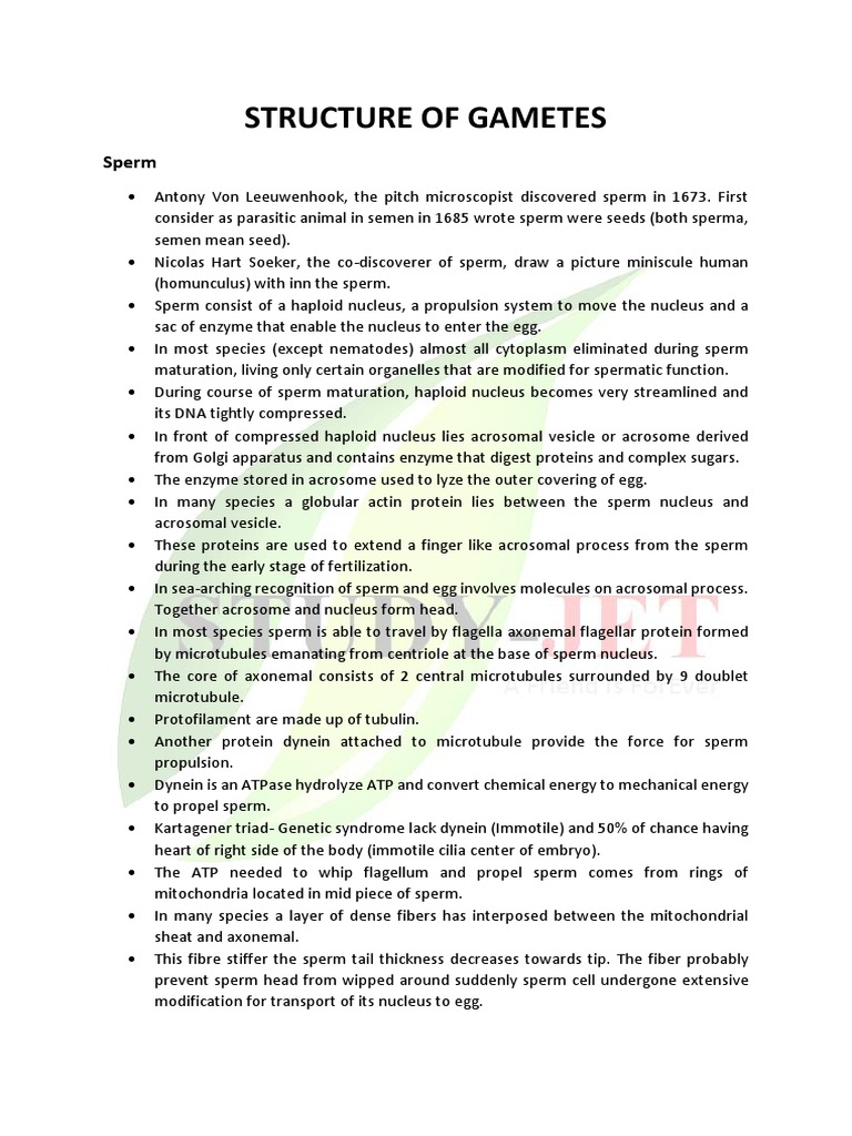 Structure of Gametes | PDF | Sperm | Fertilisation