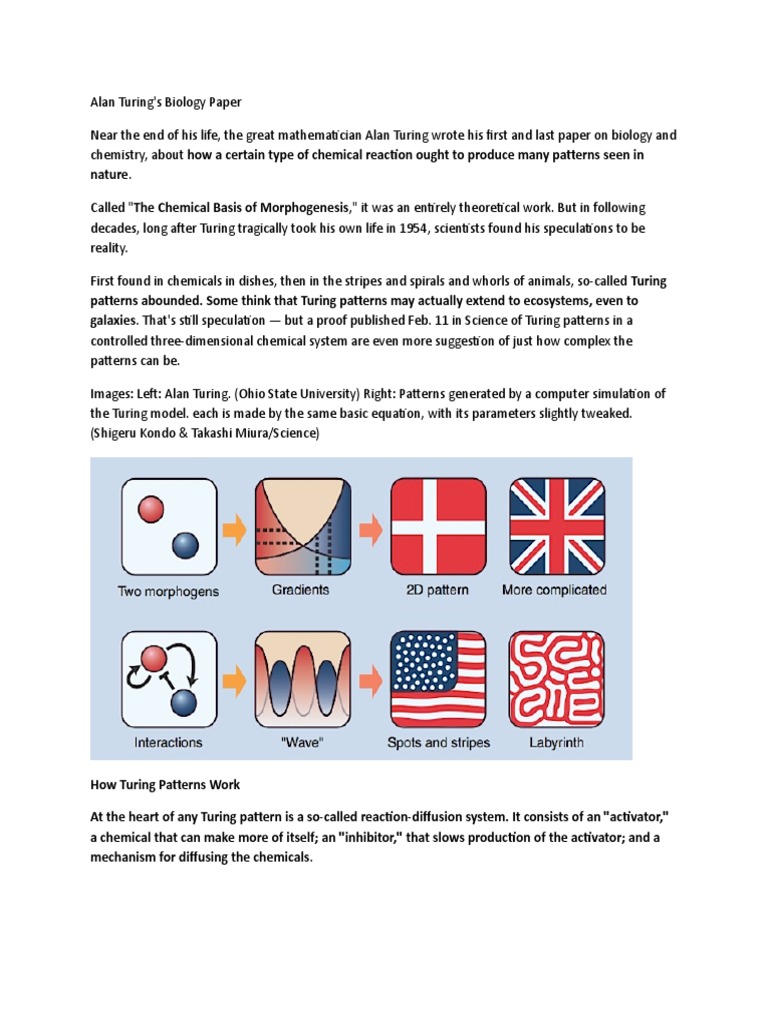 Alan Turing's Patterns in Nature, and Beyond | PDF | Chemistry | Nature
