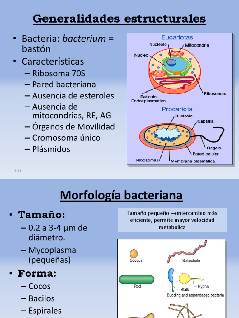 Estructura y Morfología Bacteriana-2-35 | PDF | Las bacterias | Citoplasma