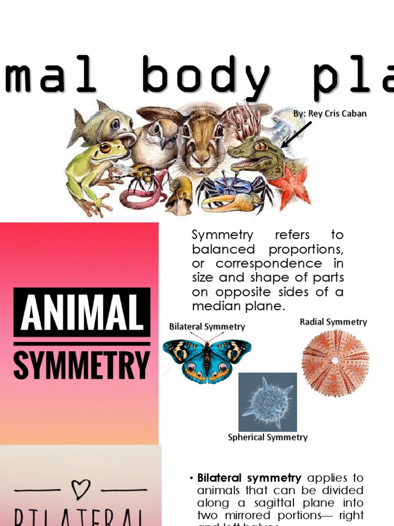 Animal Symmetry and Body Plans | PDF