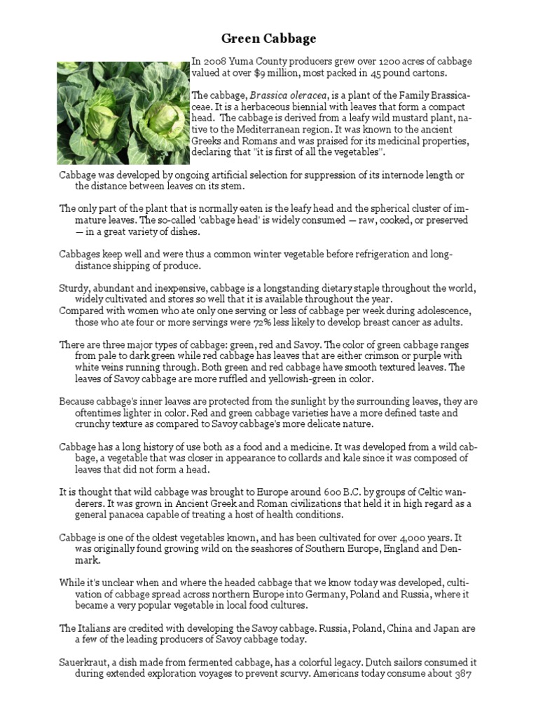 Cabbage | PDF | Cabbage | Plants