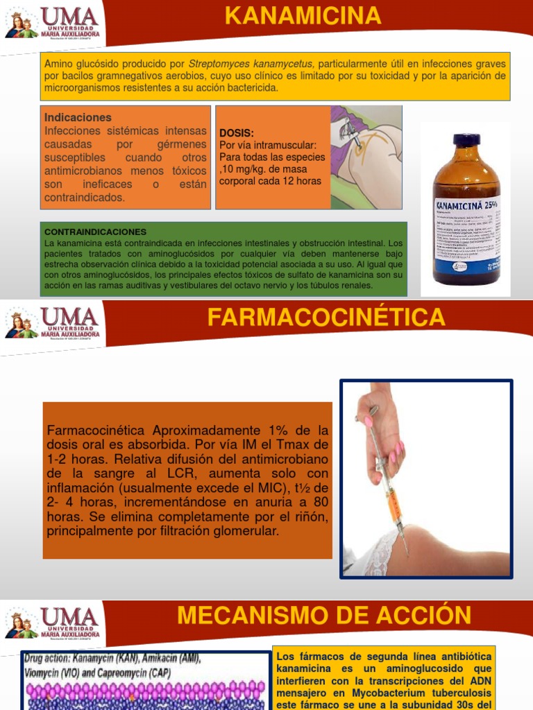 Kanamicina | PDF | Farmacocinética | Química medicinal