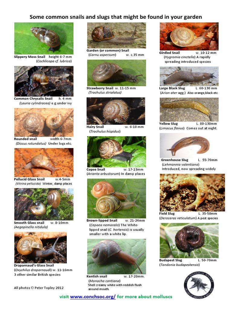 Garden Snail and Slug Sheet PDF | PDF | Molluscs | Nature
