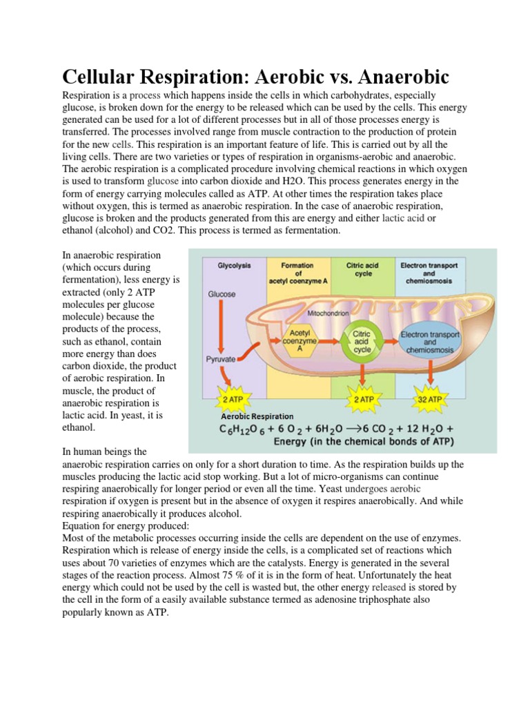 H. Aerobic vs. Anaerobic Respiration Lab | Download Free PDF | Cellular ...