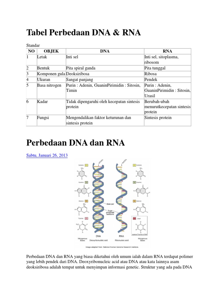Perbandingan DNA dan RNA dalam Tabel | PDF