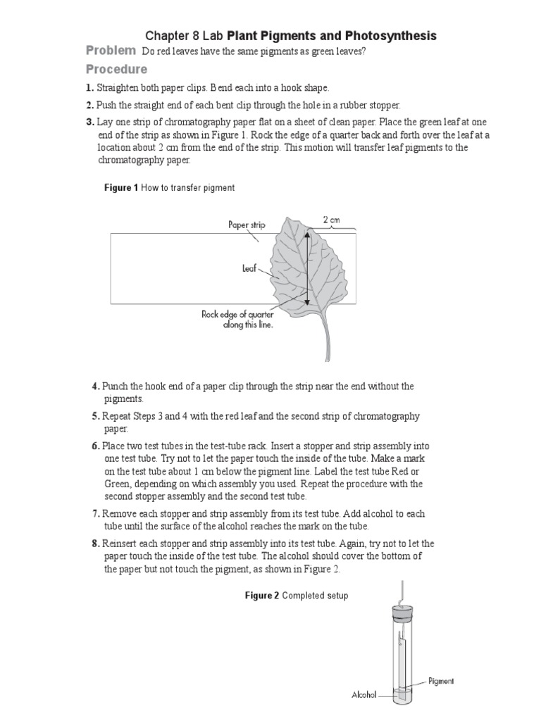 Problem Procedure: Chapter 8 Lab Plant Pigments and Photosynthesis ...
