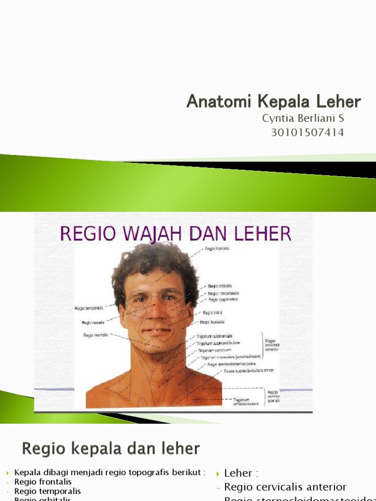 Anatomi Kepala dan Leher | PDF