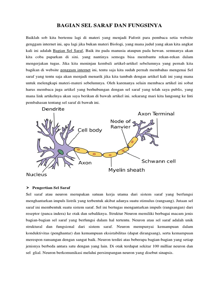 Bagian dan Fungsi Sel Saraf | PDF
