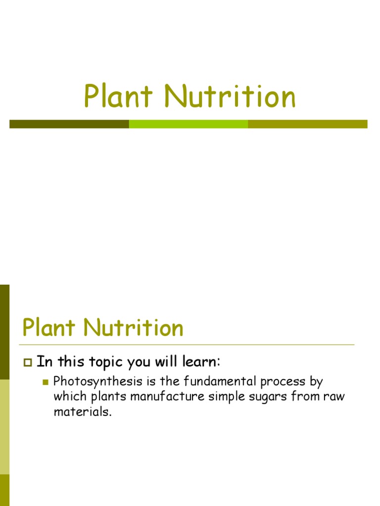 Plant Nutrition | PDF | Leaf | Photosynthesis