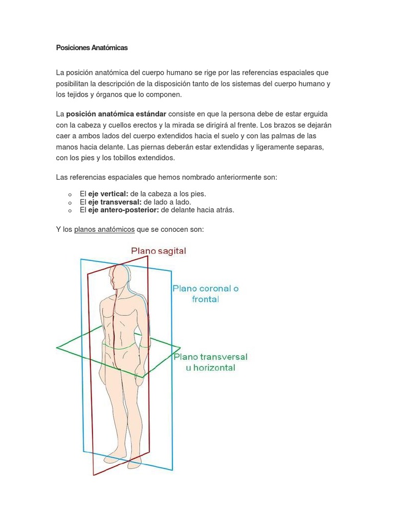 Posiciones Anatómicas | PDF | Especialidades Medicas | Medicina CLINICA