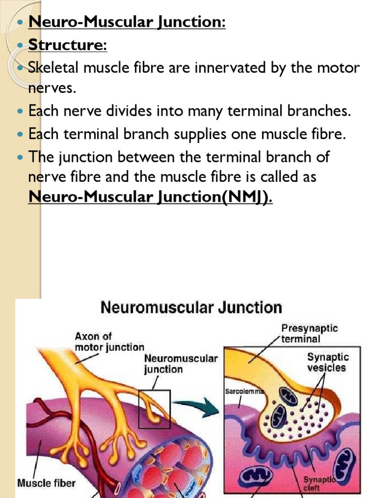 Neuro-Muscular Junction: Structure | PDF | Neuromuscular Junction ...
