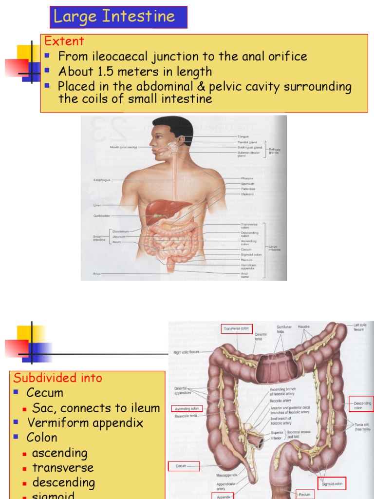 Large Intestine-F1 | PDF | Large Intestine | Peritoneum