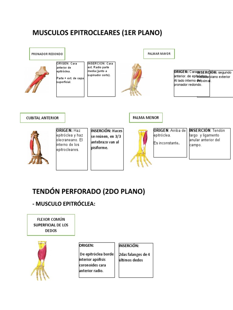 Musculos Epitrocleares | PDF | Sistema esquelético | Tejido suave