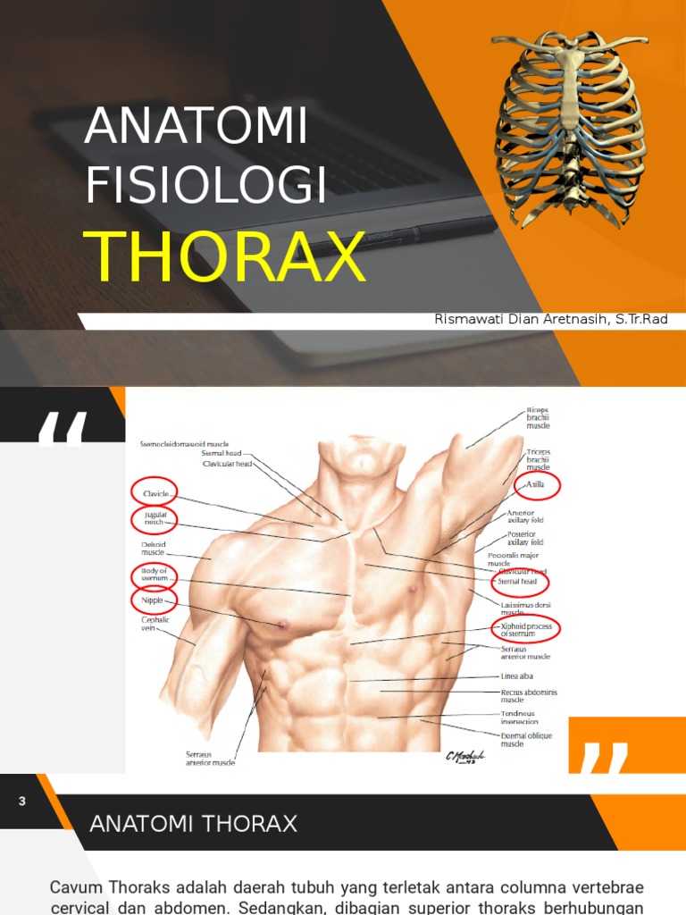 ANFIS 7. Anatomi Fisiologi Rongga Thorax 3-1 | PDF