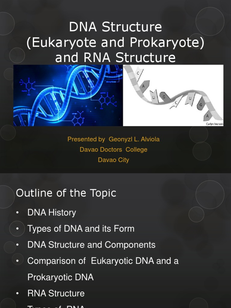 DNA Structure (Eukaryote and Prokaryote) and RNA Structure | PDF ...