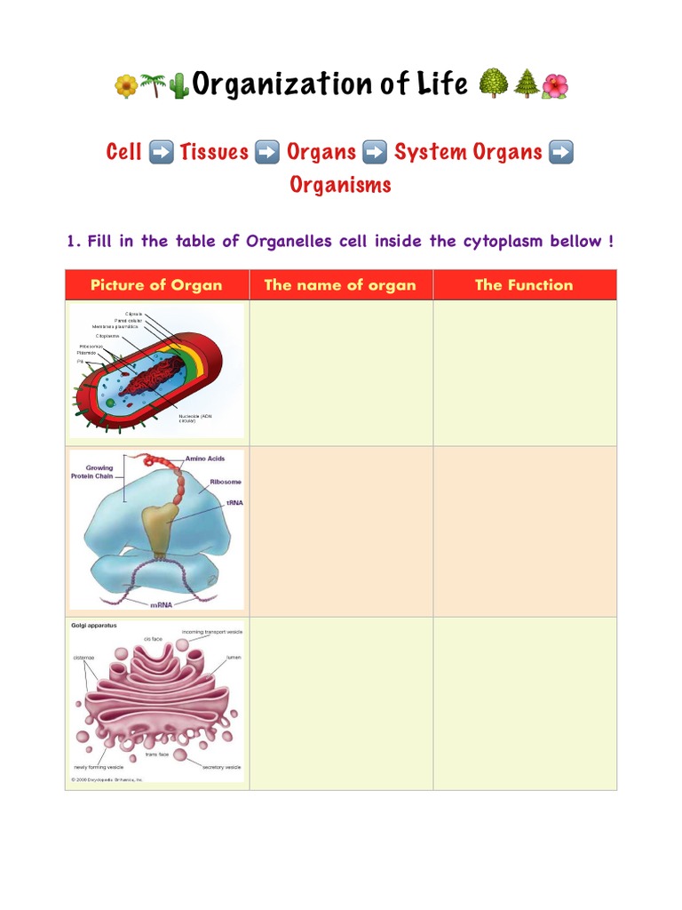 Worksheet Organization of Life PDF | PDF