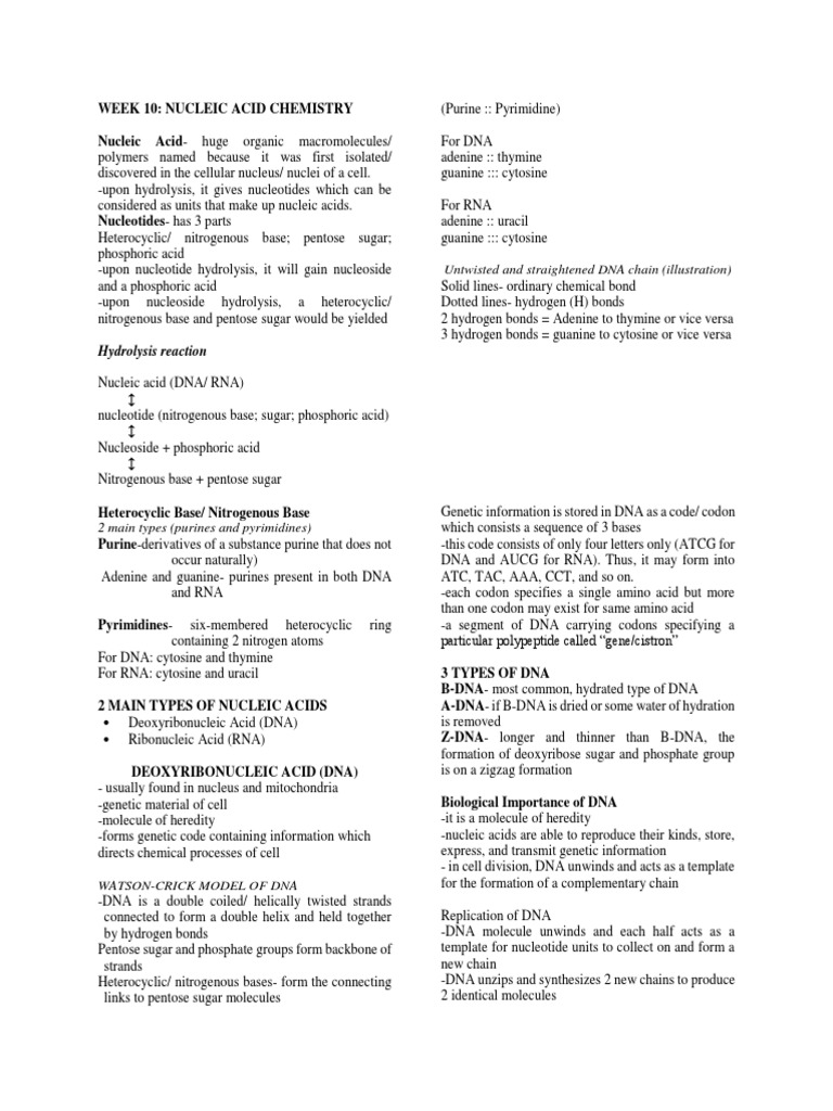 Untwisted and Straightened DNA Chain (Illustration) : Hydrolysis ...