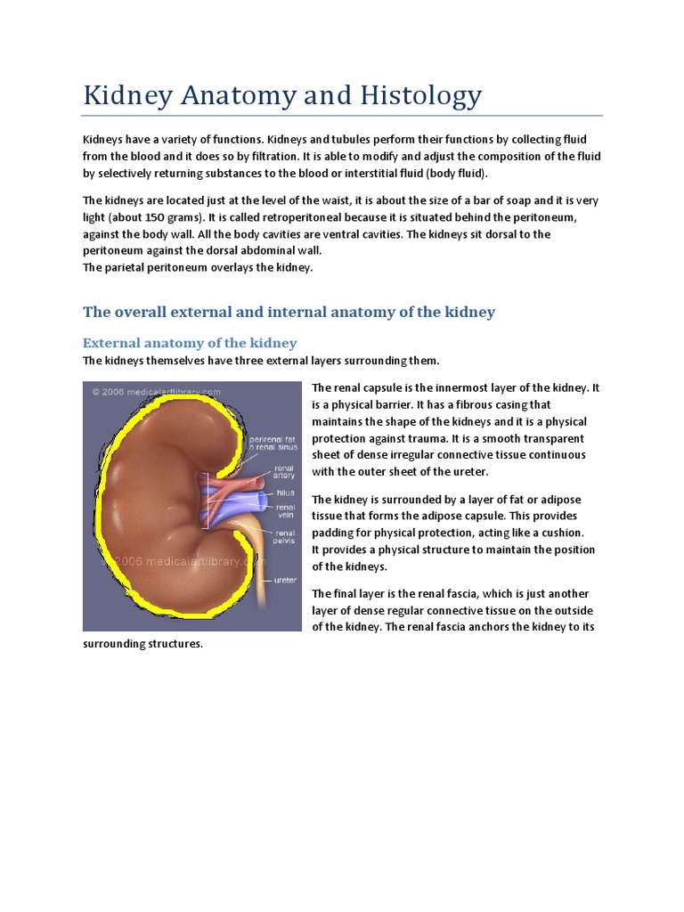 1 - Kidney Anatomy and Histology | PDF | Kidney | Organ (Anatomy)