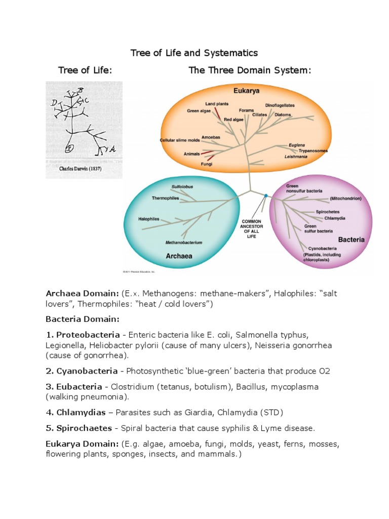 Tree of Life and Systematics | PDF | Plants | Algae