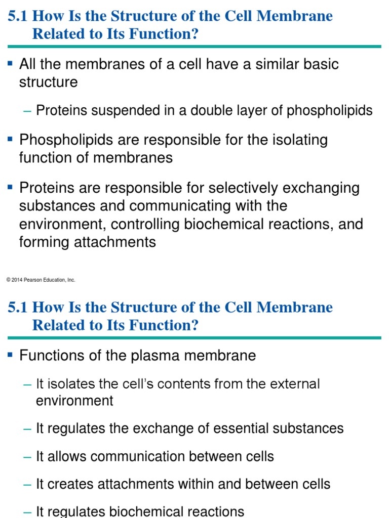 Cell Membrane Structure and Function | PDF | Cell Membrane | Lipid Bilayer
