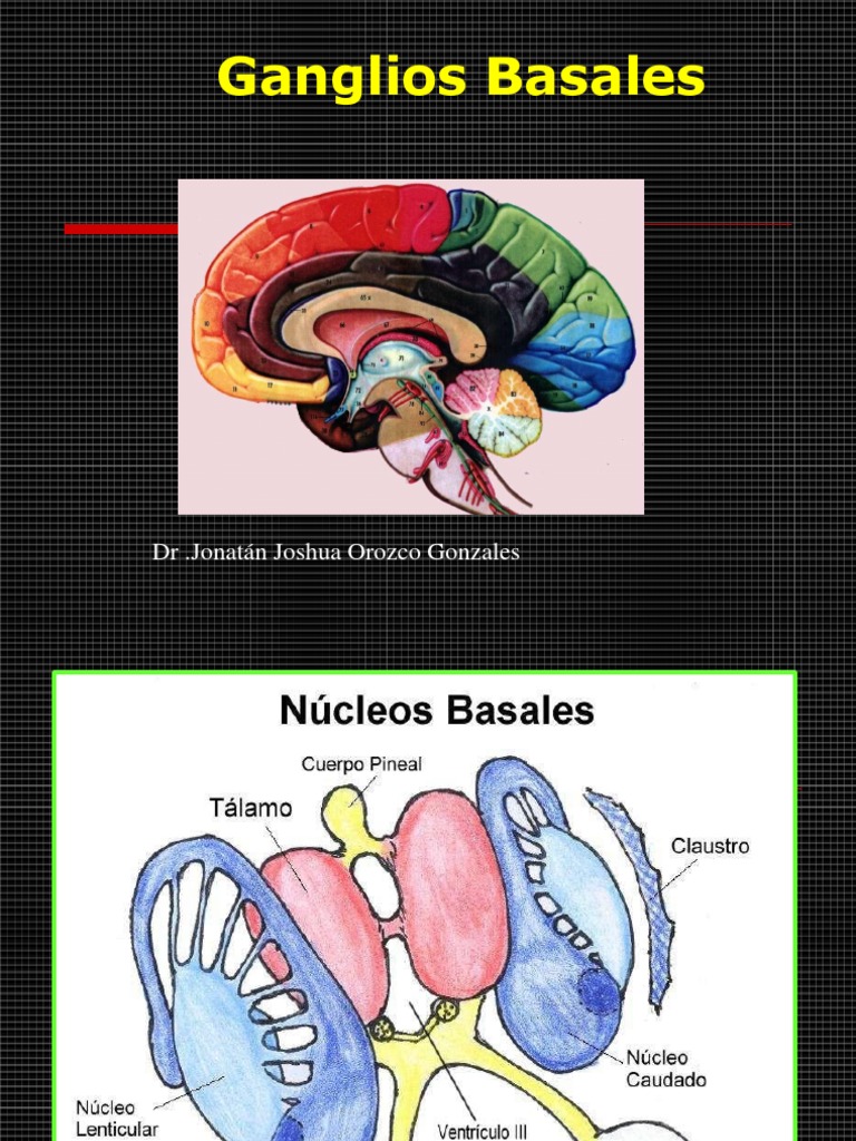 Ganglios Basales | PDF | Tálamo | Ganglios basales