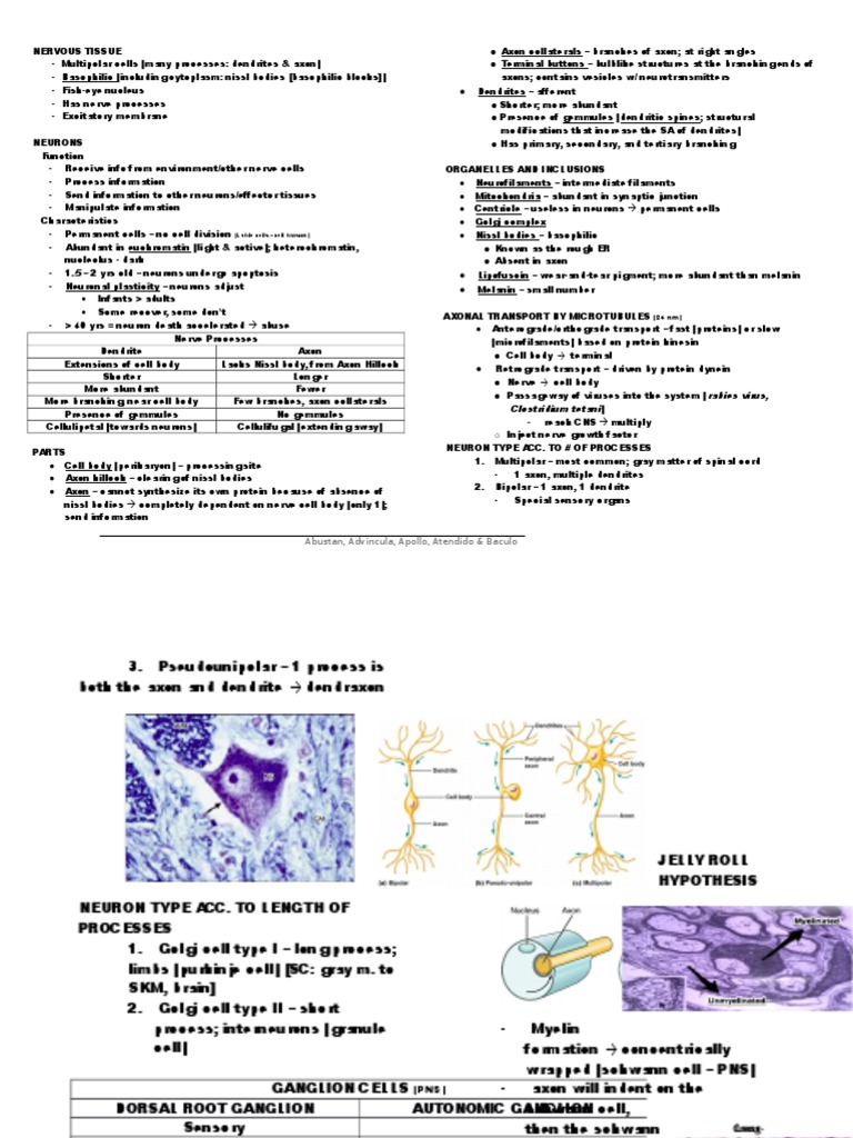 Histology Module 3 | PDF | Neuron | Axon
