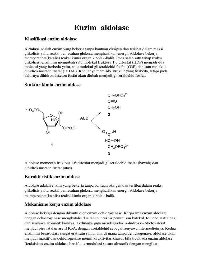 Enzim Aldolase | PDF