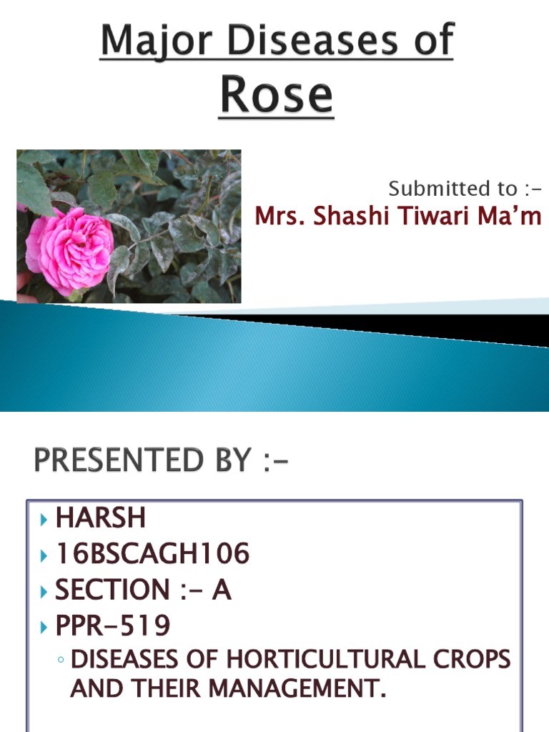 Major Diseases of Roses | PDF | Pest (Organism) | Botany