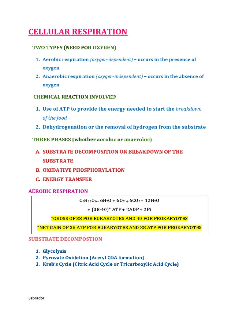 Cellular-Respiration Bio | PDF | Cellular Respiration | Adenosine ...