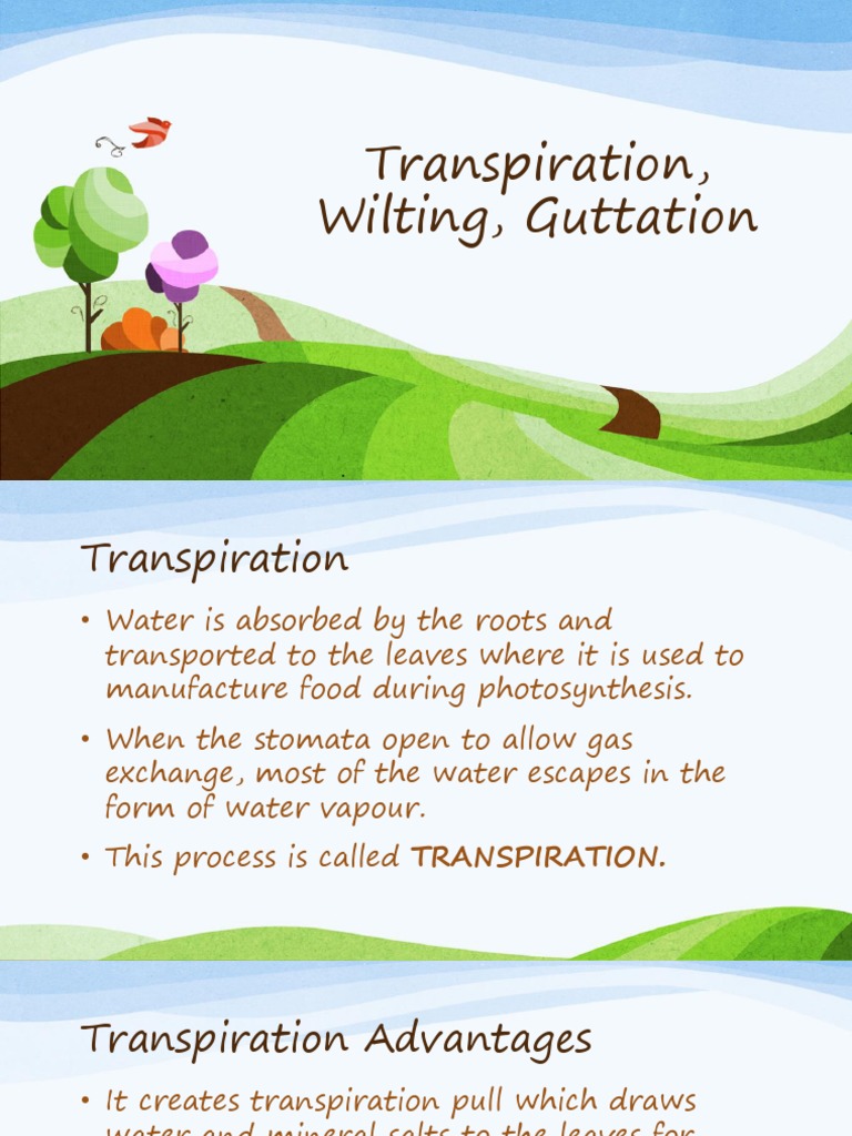 Transpiration, Wilting, Guttation Guide | PDF | Leaf | Osmosis