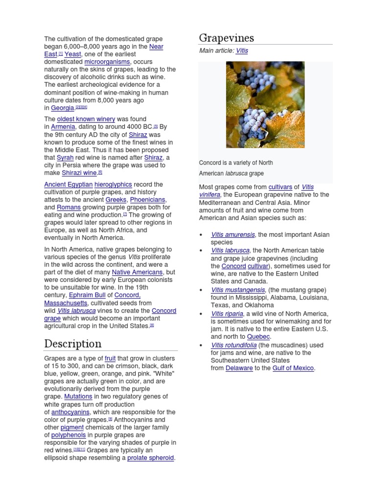 Grapes | PDF | Grape | Vitis