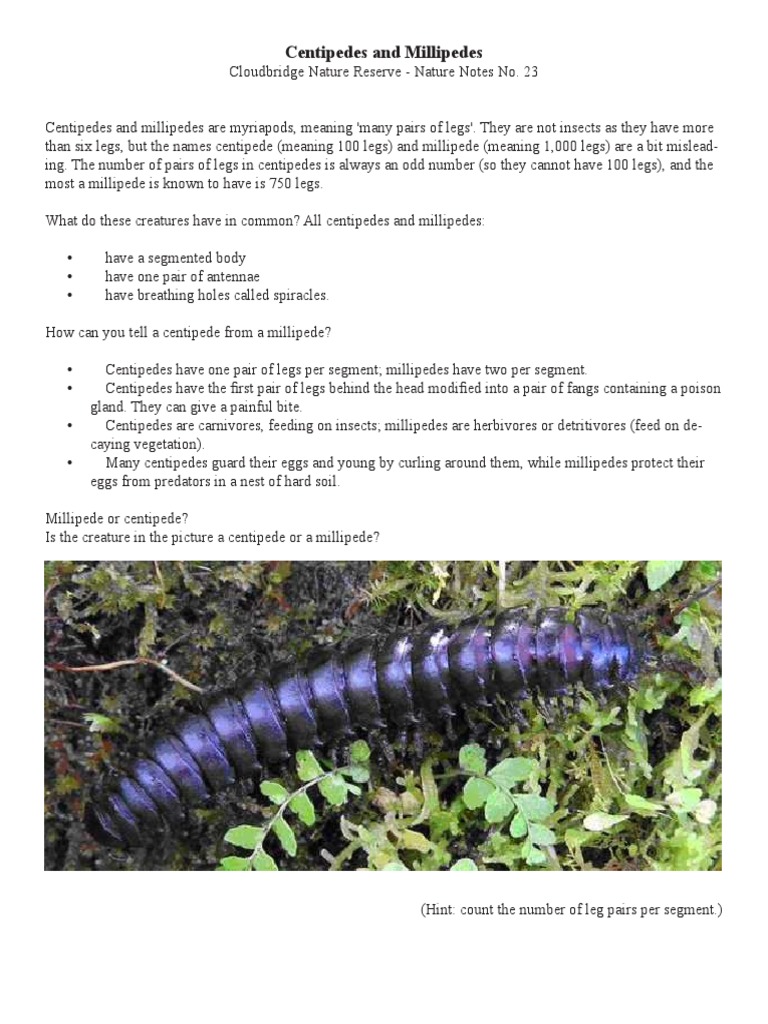 Centipedes and Millipedes | PDF